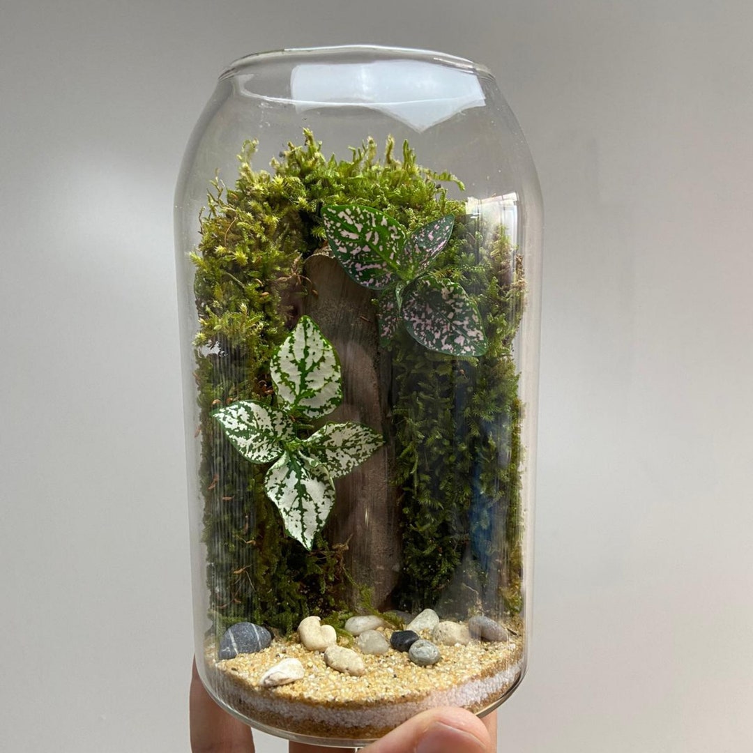 Terrarium, DIY Mini Terrarium Kit, Colorful Fittonia Natural Garden ...