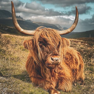 Highland Cow on the Isle of Skye - Etsy