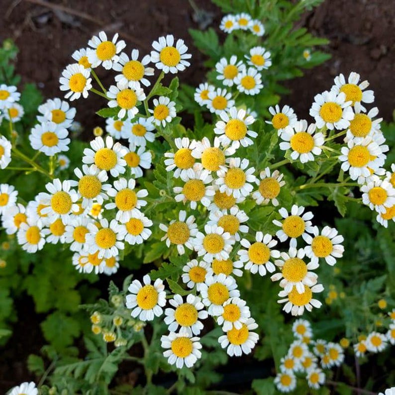 Feverfew Plant With Roots and Leaves, Organic - Etsy