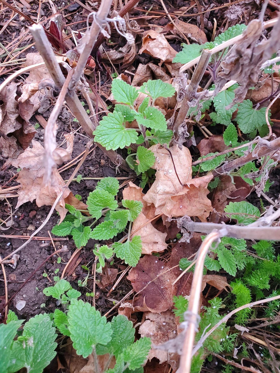 Catnip Plant With Roots and Leaves, Organic - Etsy