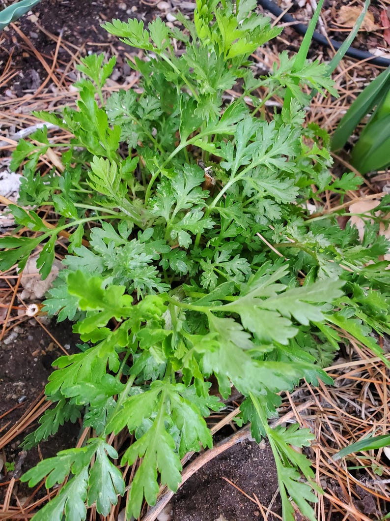 Feverfew Plant With Roots and Leaves, Organic - Etsy