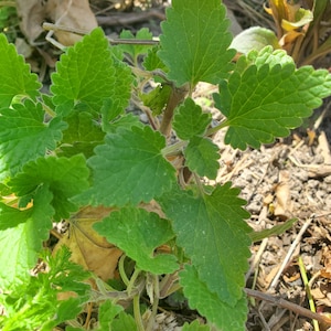 Catnip Plant With Roots and Leaves, Organic - Etsy