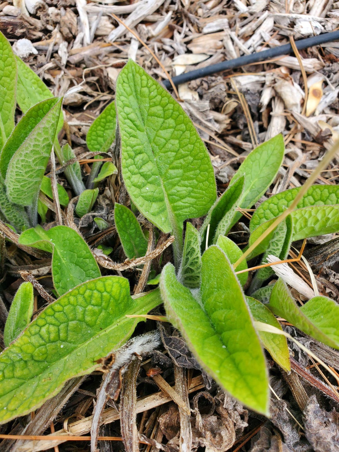 Comfrey Plant With Roots and Leaves, Organic - Etsy