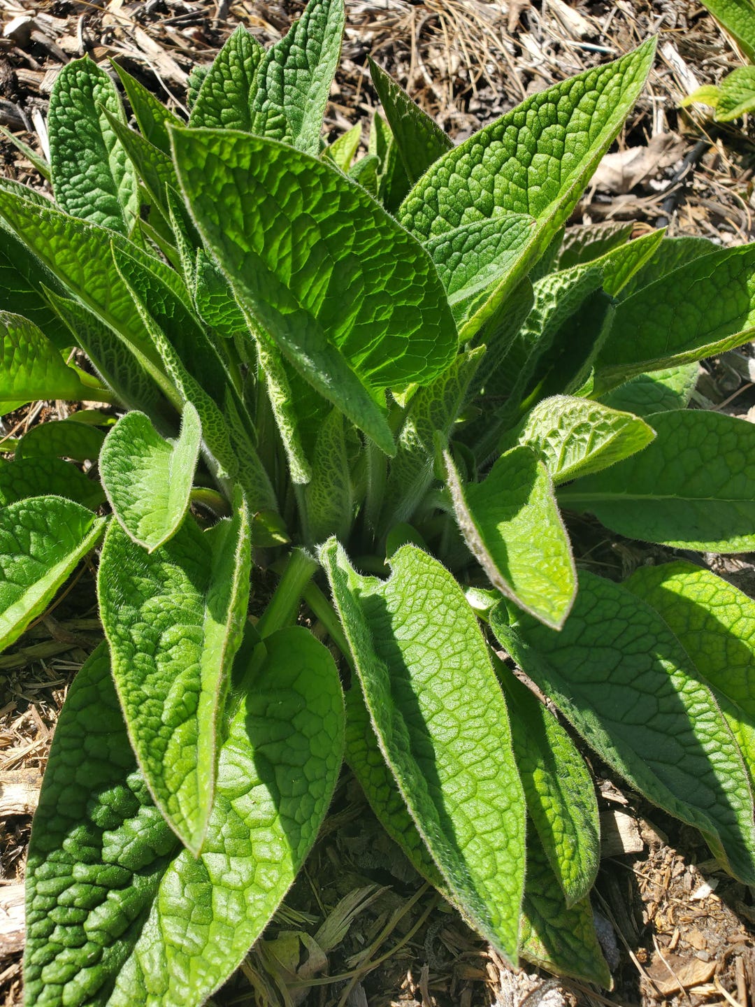 Comfrey Plant With Roots and Leaves, Organic - Etsy