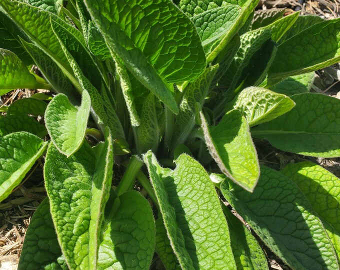 Comfrey Plant With Roots and Leaves, Organic - Etsy