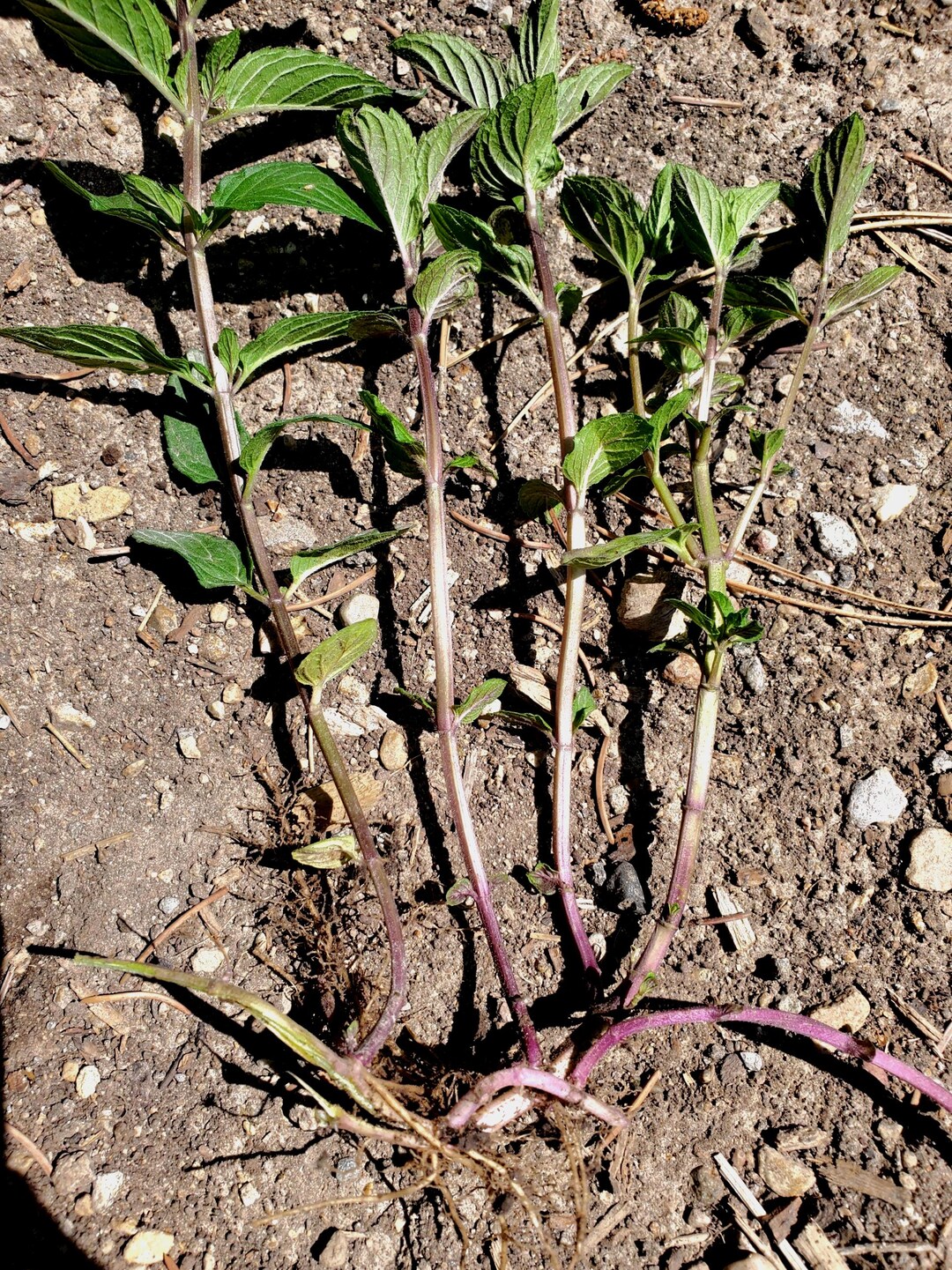 Peppermint Root Starts, Organic - Etsy