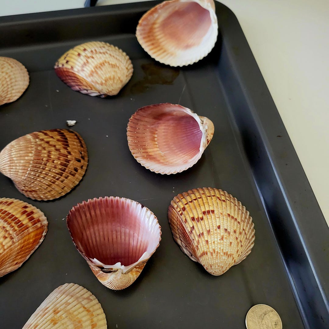 Medium Size Florida Cockle Shells Bulk Lot 10. Free Ship. Colorful ...