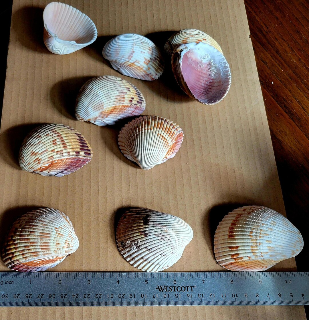 10 Medium Florida Cockle Shells. Big Display Shells for Collection ...