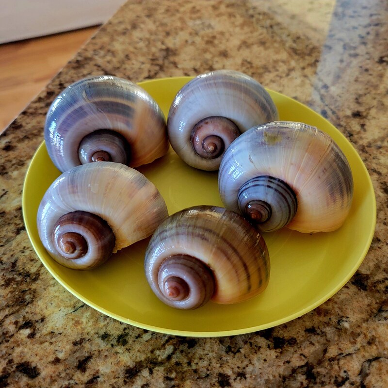 Apple Snail Shell - Etsy