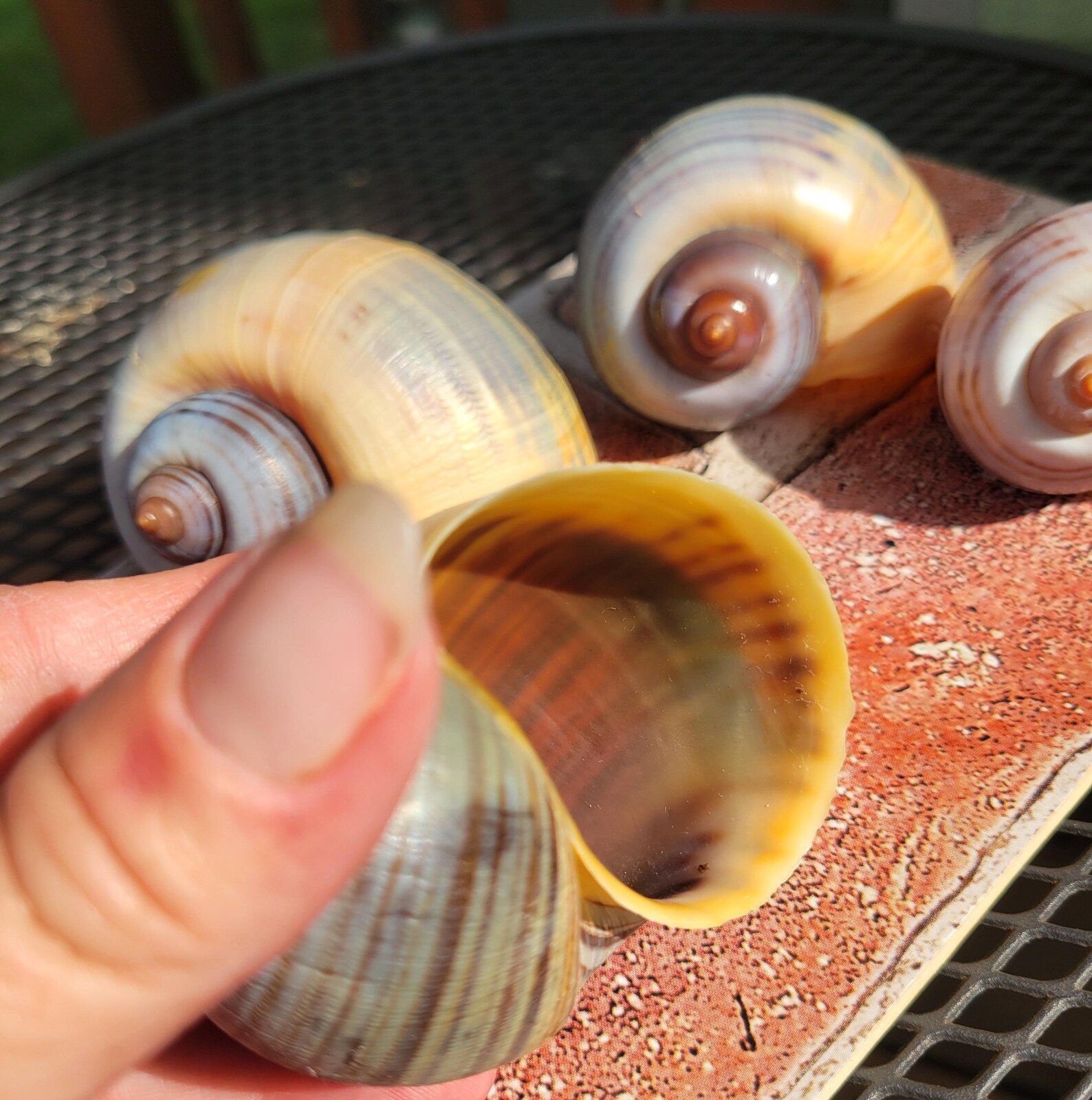 Apple Snail Shells. Set of 4, Matching. Highly Decorative. Beautiful ...