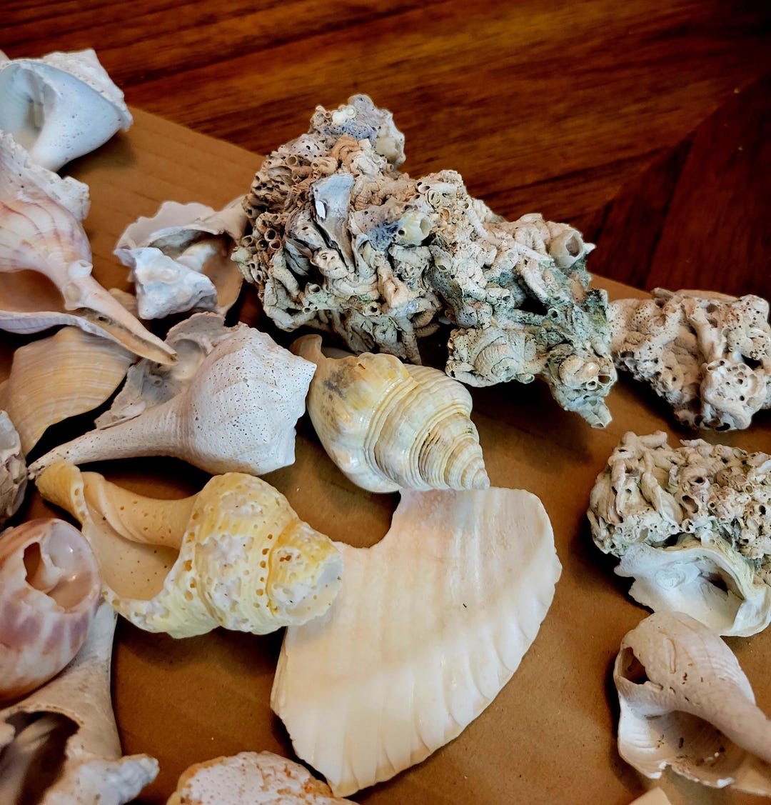 3lb SEASHELL Bundle for Artists! Whites, Twists, Brokens Make Amazing ...