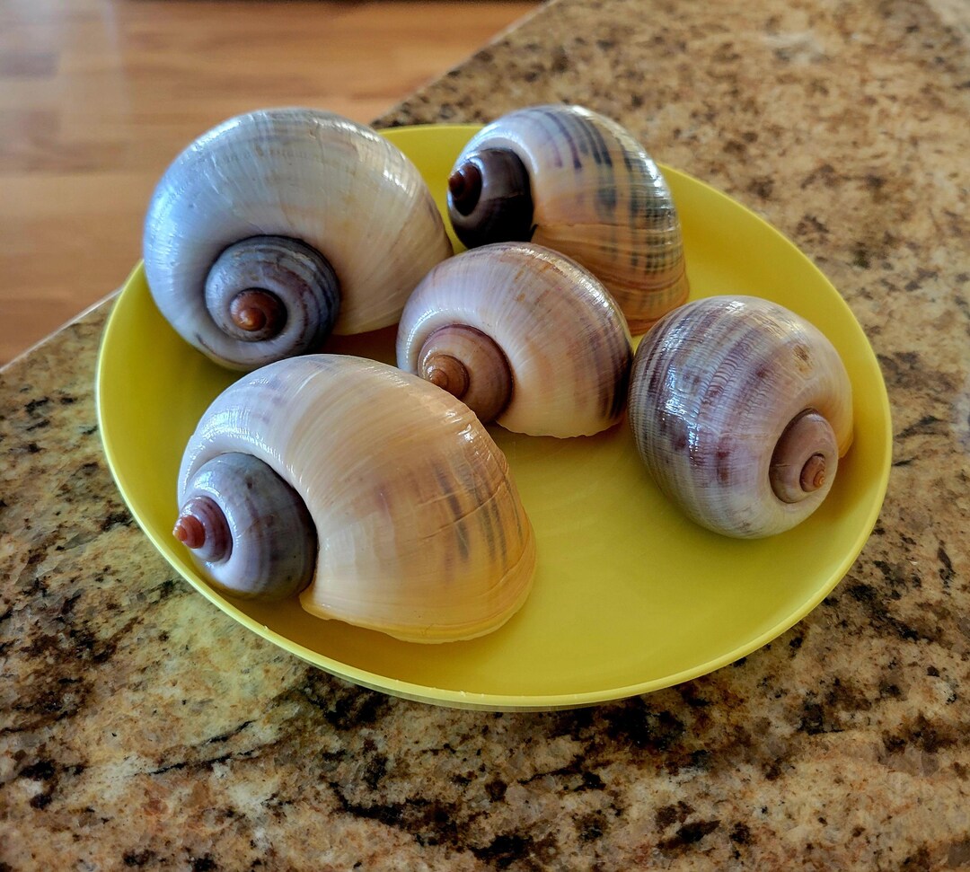 Apple Snail Shells. aset of 5. Highly Decorative. Beautiful Display ...