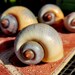 Apple Snail Shells. Set of 4, Matching. Highly Decorative. Beautiful ...