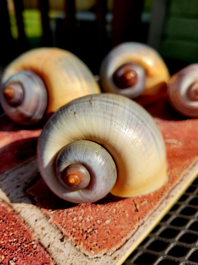 Apple Snail Shells. Set of 4, Matching. Highly Decorative. Beautiful ...