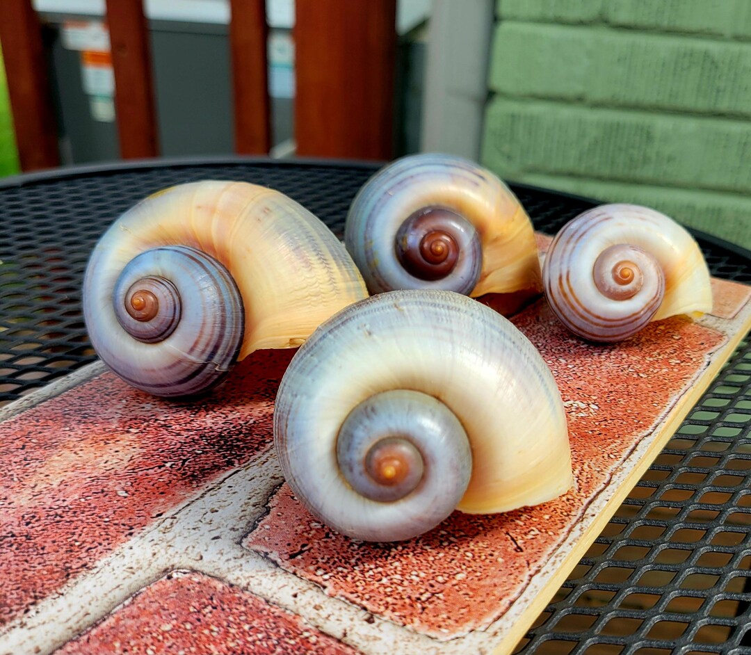 Apple Snail Shells. Set of 4, Matching. Highly Decorative. Beautiful ...
