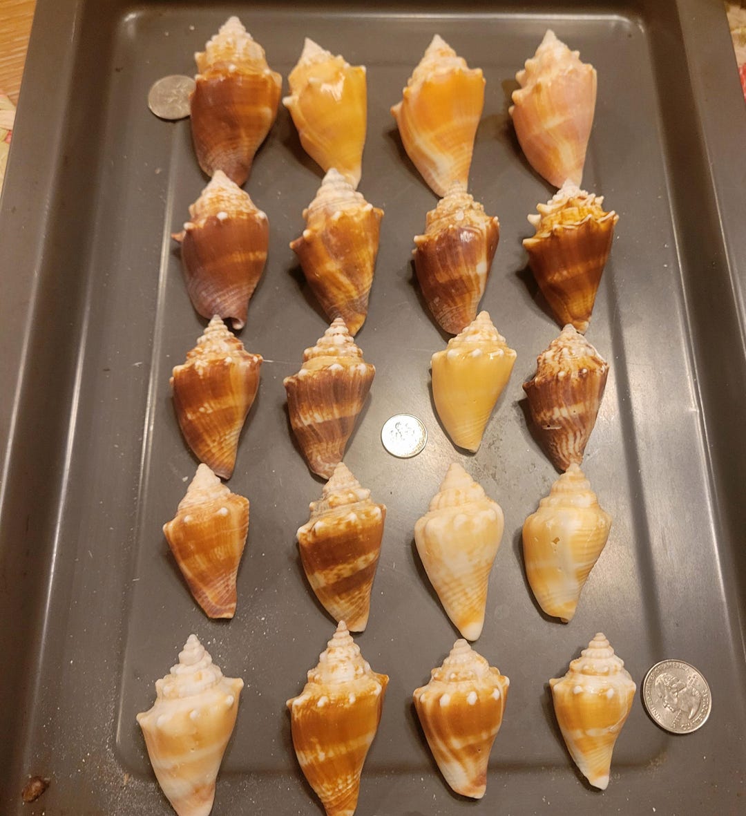 Florida Cones Lot of 20. Bulk Florida Seashells Assorted Colors, Sizes ...