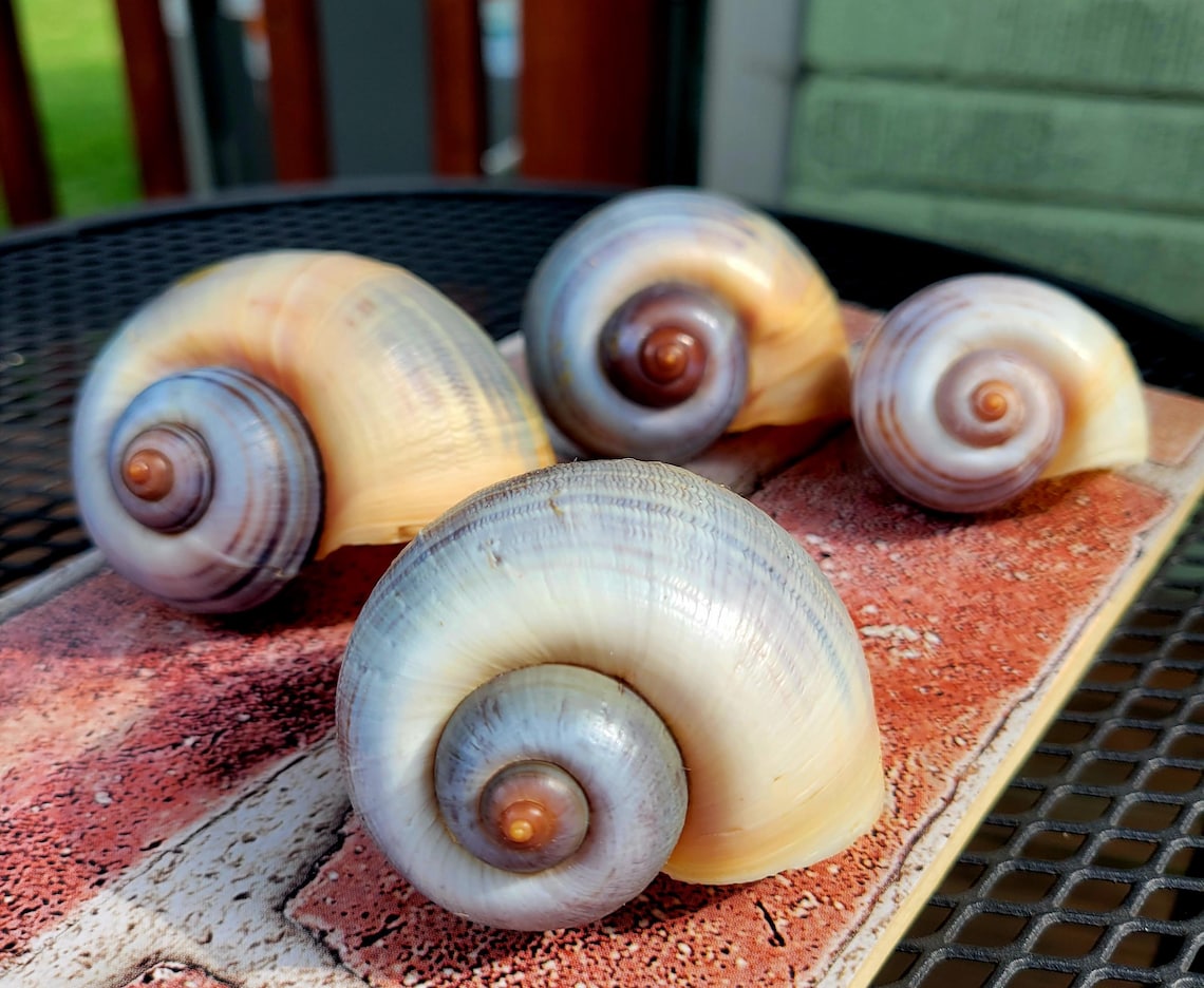 Apple Snail Shells. Set of 4, Matching. Highly Decorative. Beautiful ...