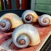 Apple Snail Shells. Set of 4, Matching. Highly Decorative. Beautiful ...