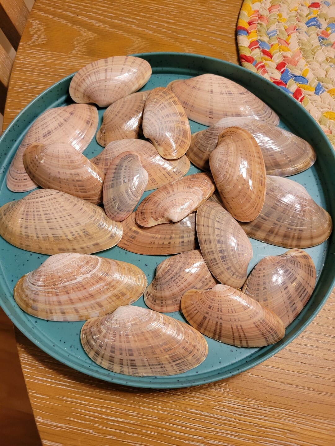 Venus Sunray Clam Shells Set of 20. Mixed Sizes From 24. Top Craft ...