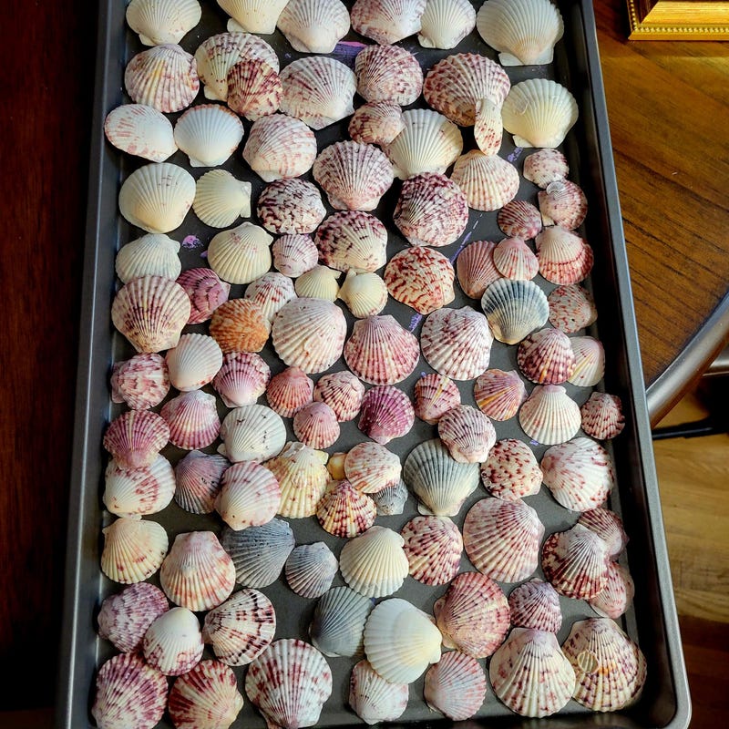 Assorted Seashells - Etsy