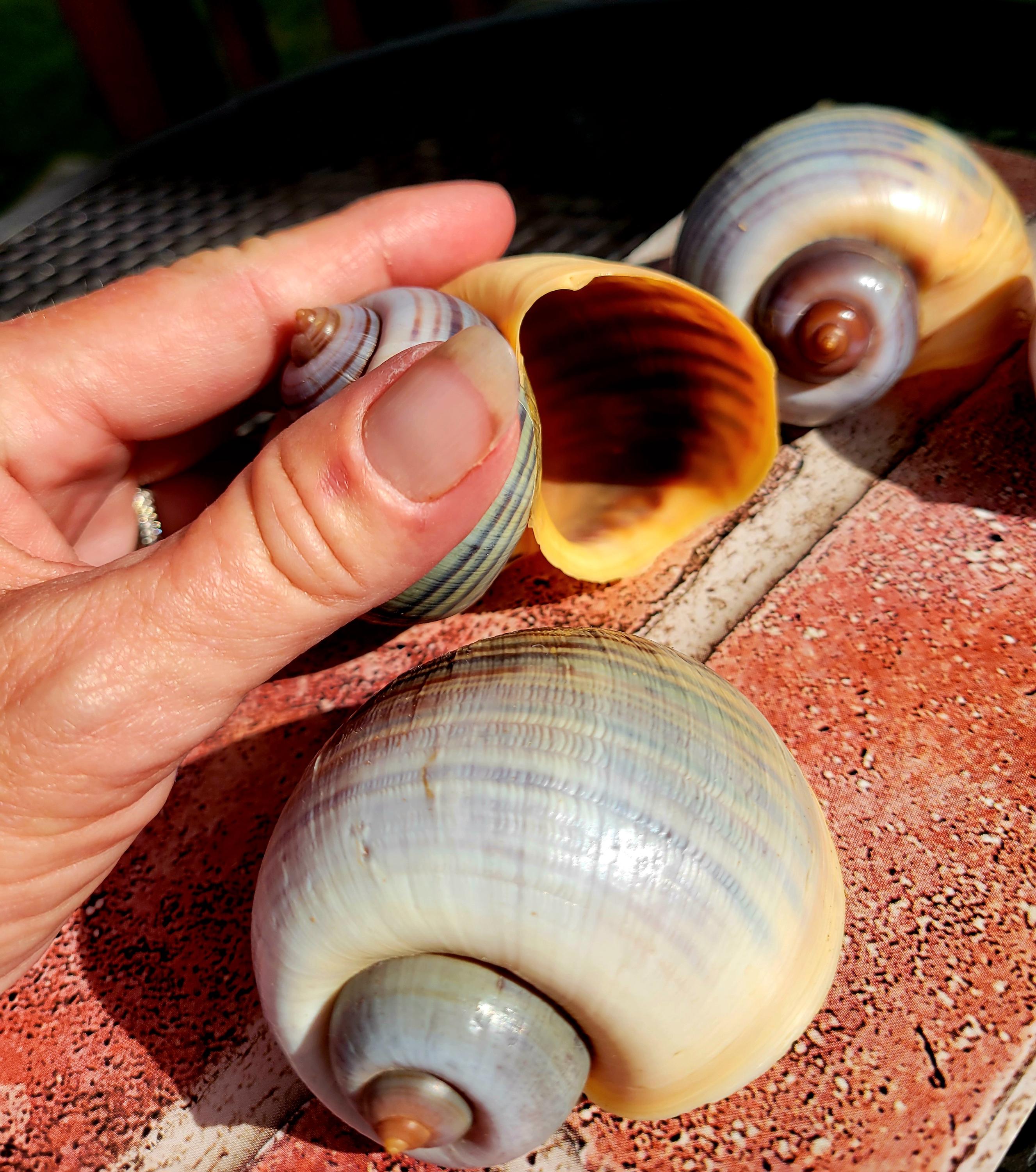 Apple Snail Shells. Set of 4, Matching. Highly Decorative. Beautiful ...