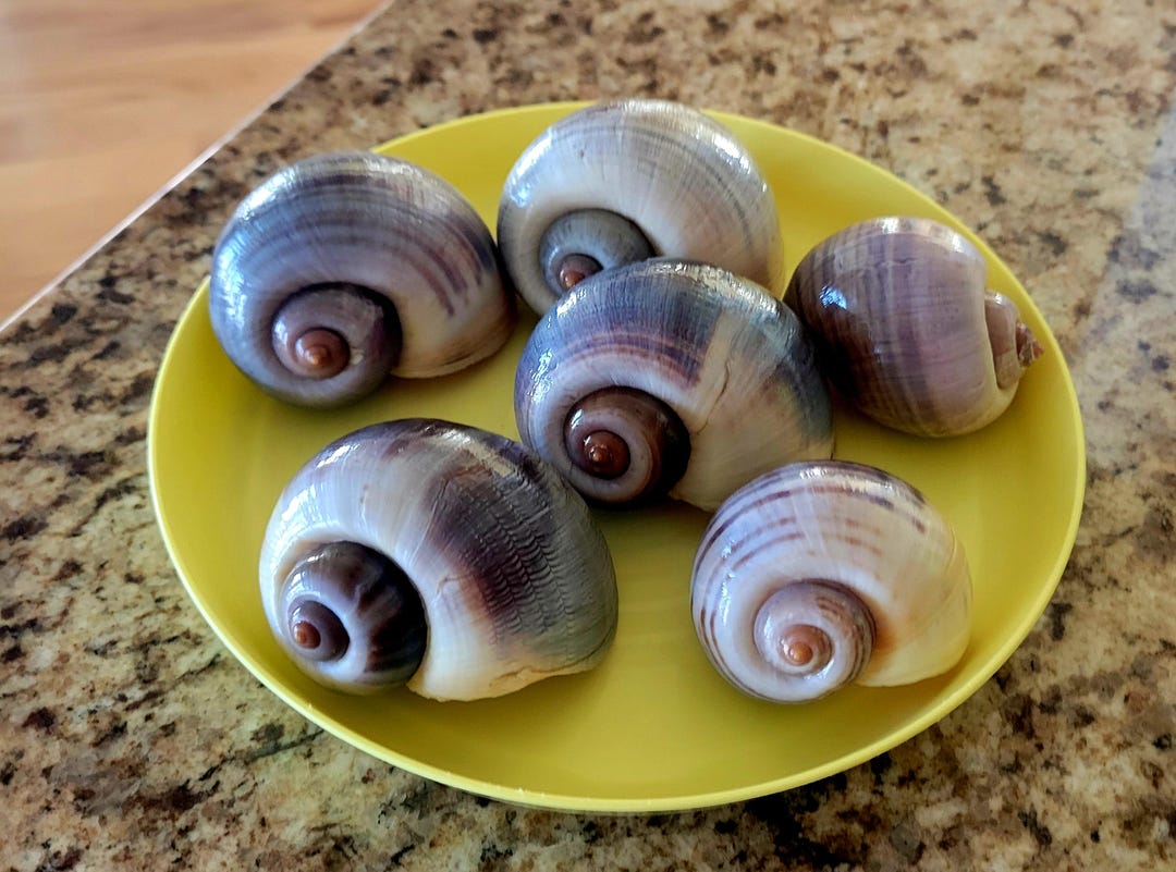 5C Apple Snail Shells. Bulk Lot of 5. Highly Decorative. Beautiful ...