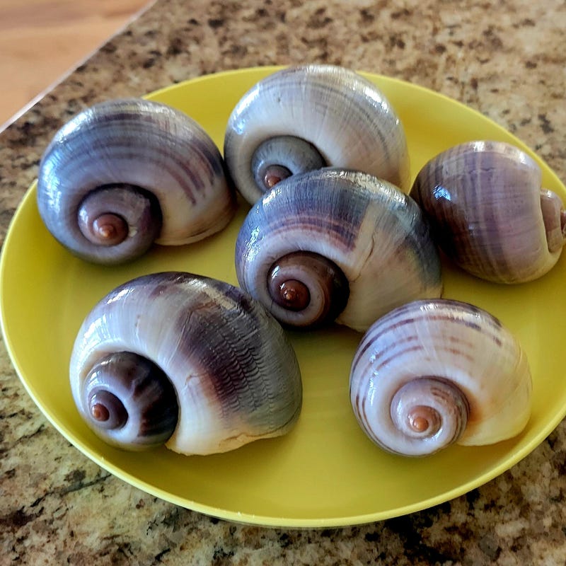 Apple Snail Shell - Etsy