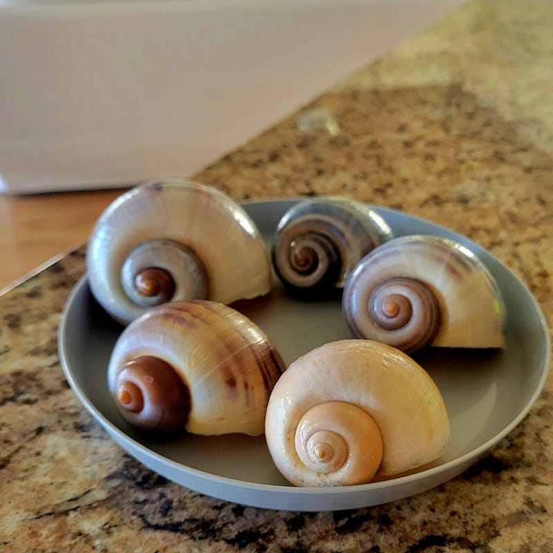Apple Snail Shell - Etsy
