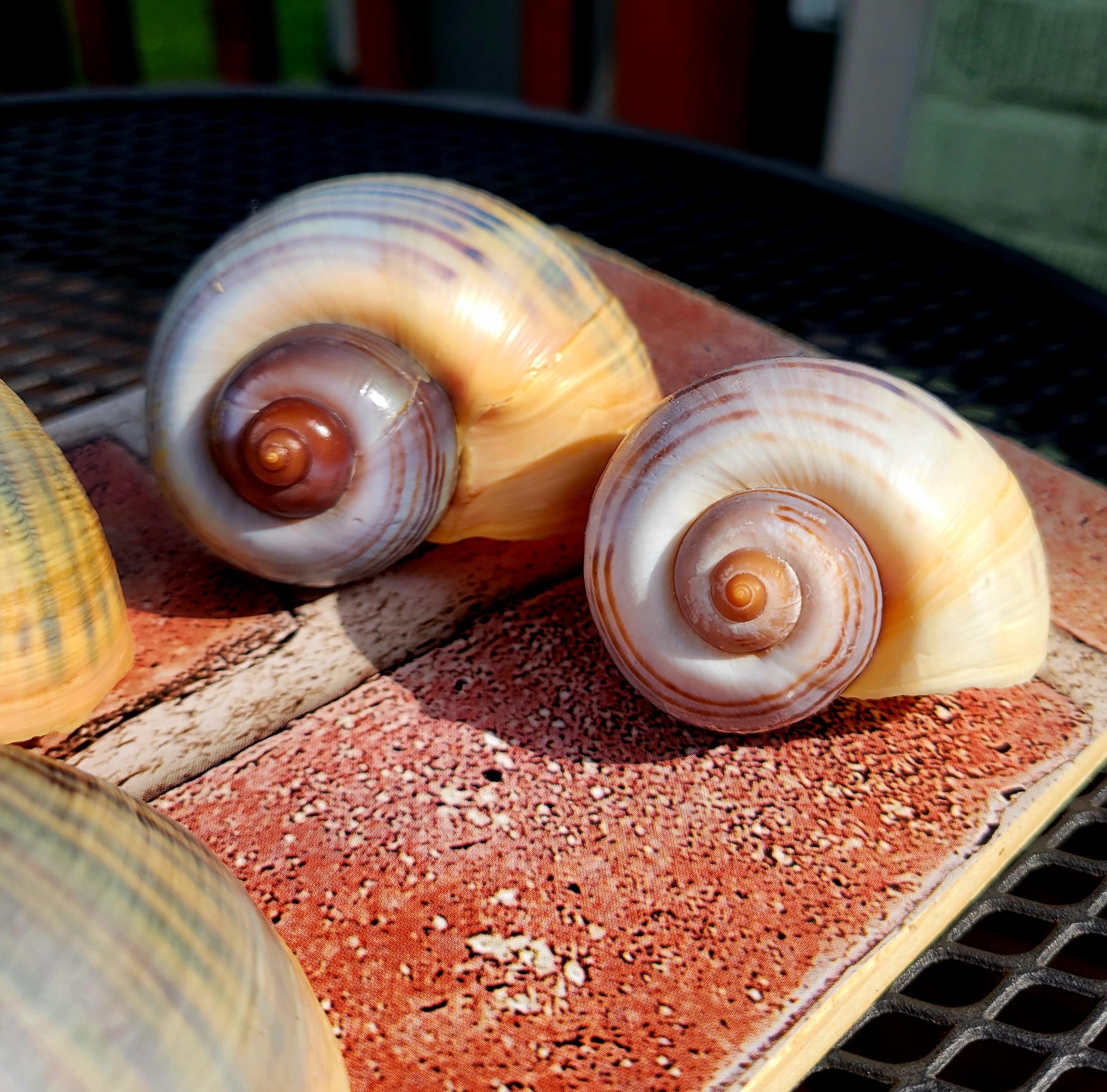 Apple Snail Shells. Set of 4, Matching. Highly Decorative. Beautiful ...