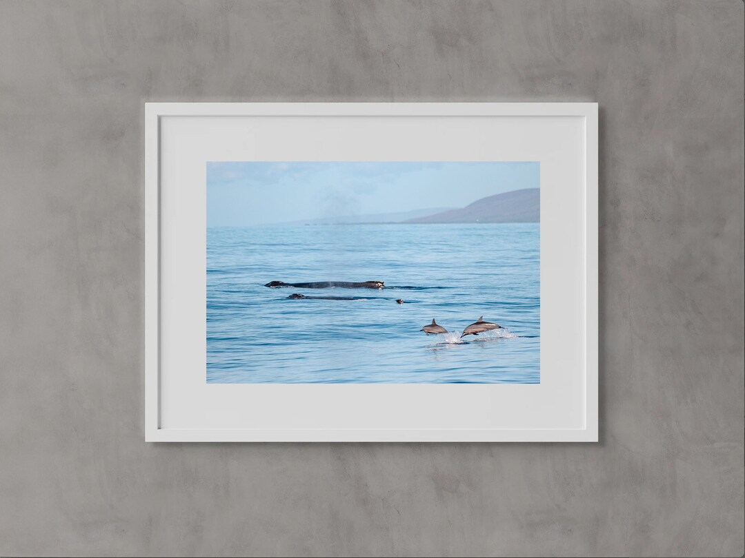 Humpback Whale & Spinner Dolphins Photo Print, Maui, Hawaii, Travel ...