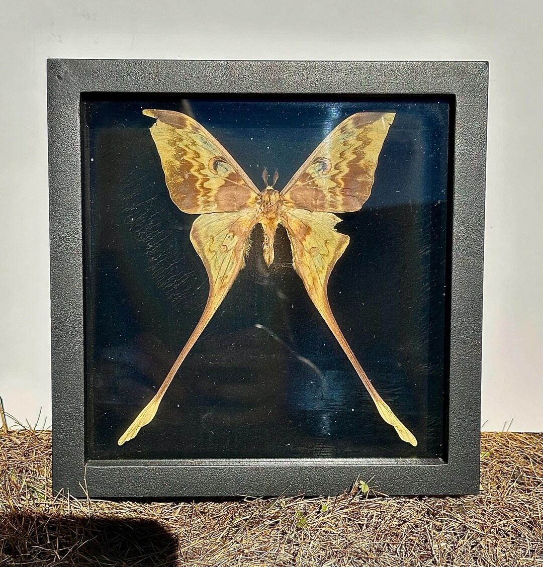 Actias Maenas Male Malaysian Moon Moth 7inx7in Black Shadow Box With ...