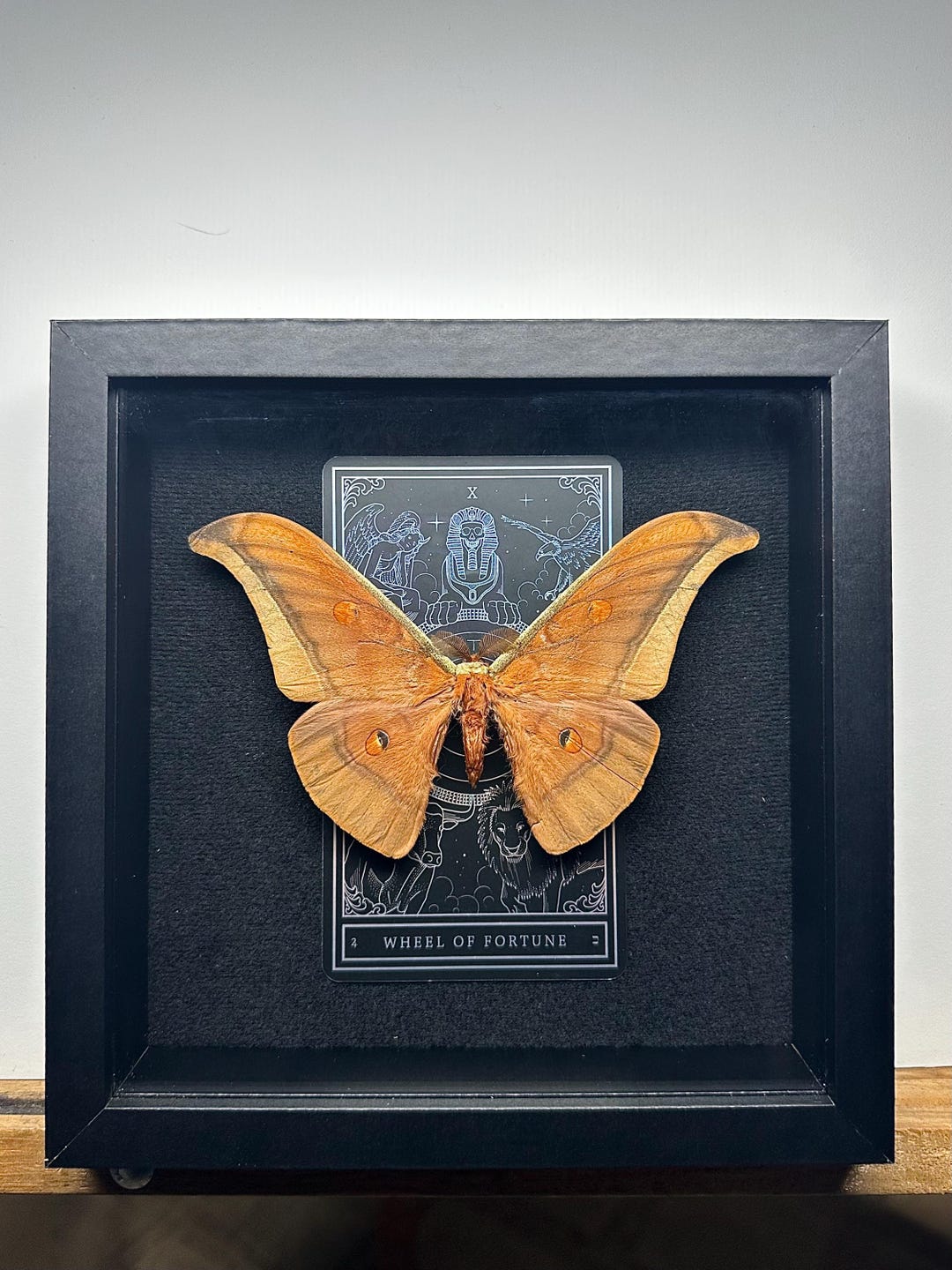 Antheraea Assamensis - Assam Silkmoth - 7inx7in Black Wooden Shadowbox ...