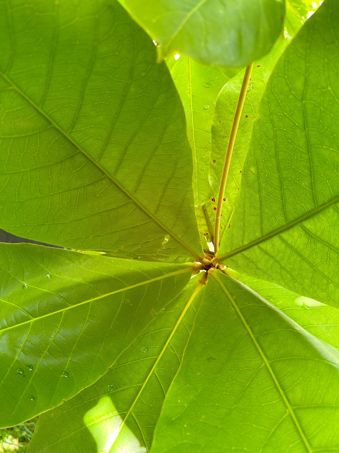 10 Tropical Catappa Indian Almond Leaves Dried From Florida - Etsy