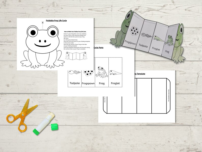 Life Cycle Printable, Foldable Life Cycle Printable, Bee Life Cycle ...