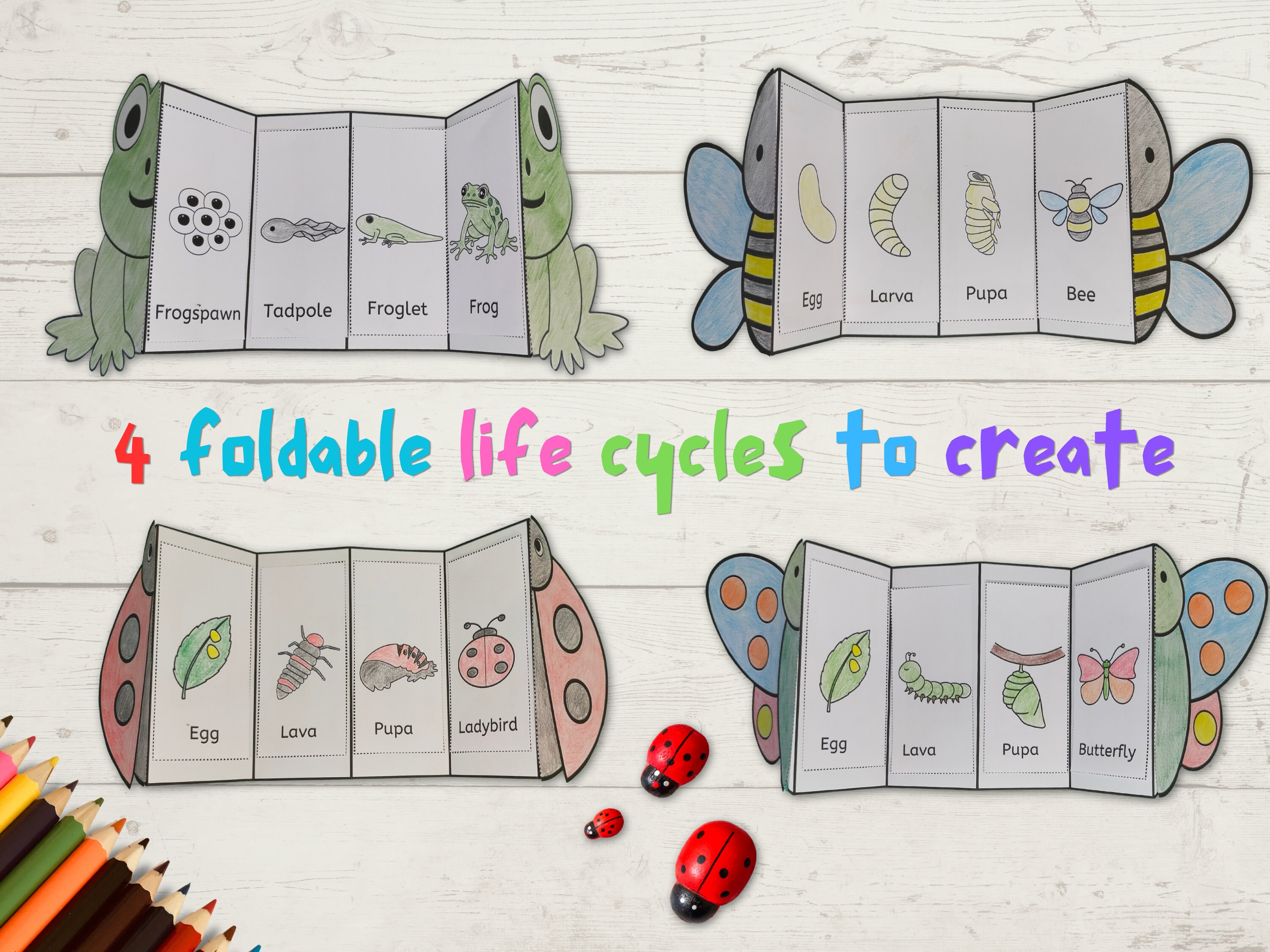 Life Cycle Printable, Foldable Life Cycle Printable, Bee Life Cycle ...