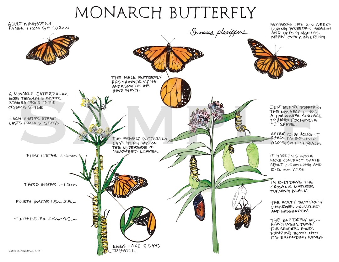 Monarch Butterfly Lifecycle Poster - Etsy