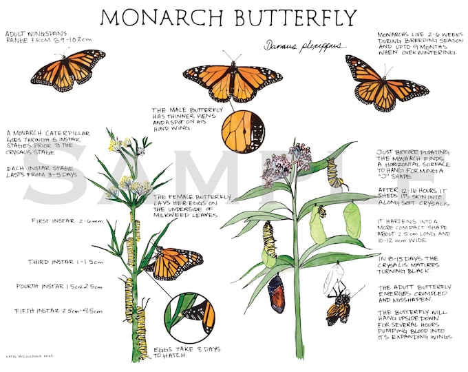 Monarch Butterfly Lifecycle Poster - Etsy