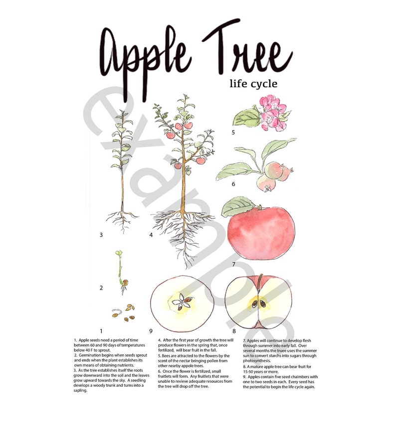 Apple Tree Life Cycle Poster - Etsy