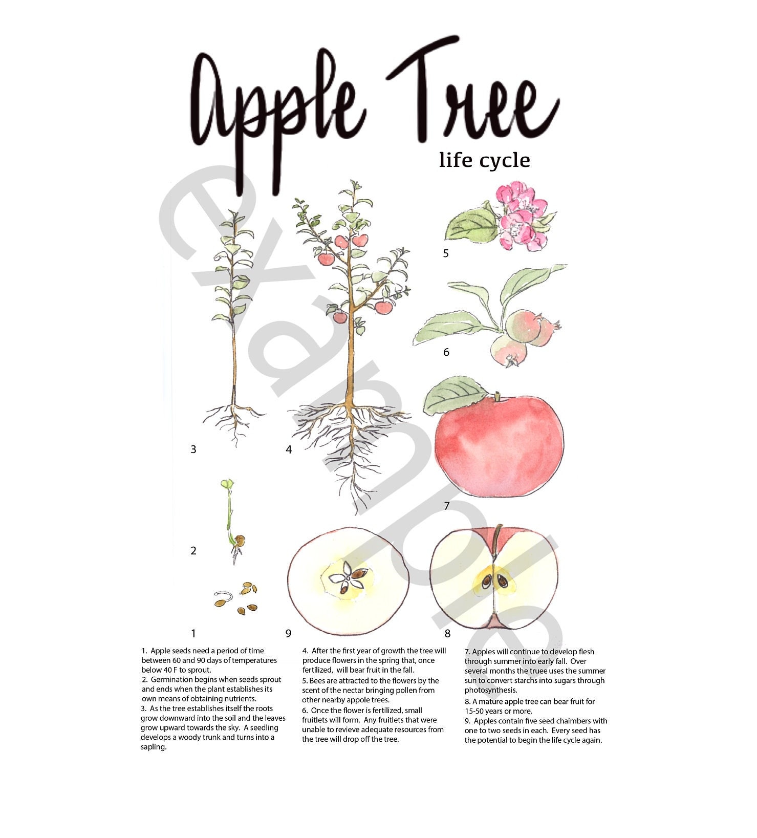 Apple Tree Life Cycle Poster - Etsy