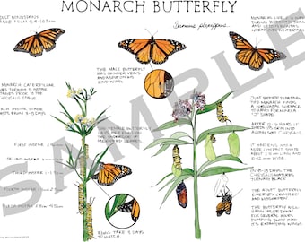Monarch Butterfly Life Cycle Unit Study Nature Homeschool Curriculum ...