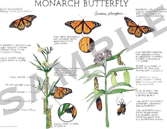 Monarch Butterfly Life Cycle Watercolor Poster | Etsy