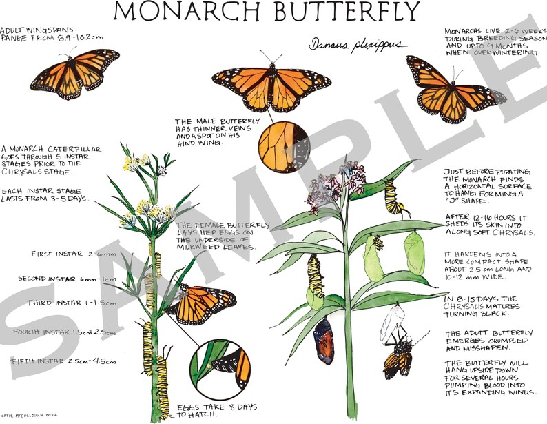 Monarch Butterfly Life Cycle Watercolor Poster - Etsy