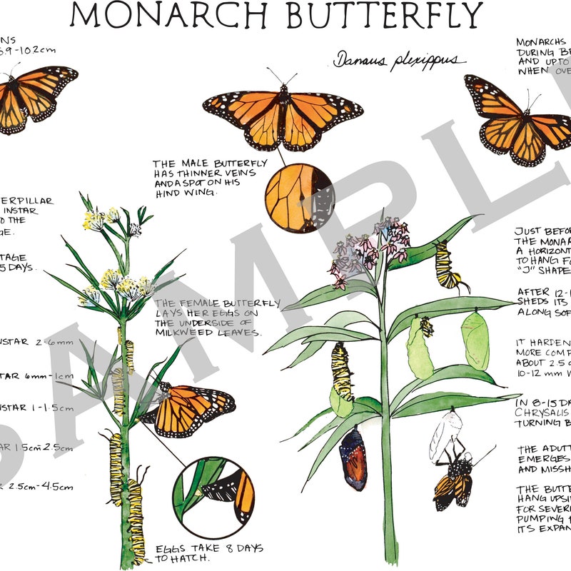 Butterfly Life Cycle - Etsy UK
