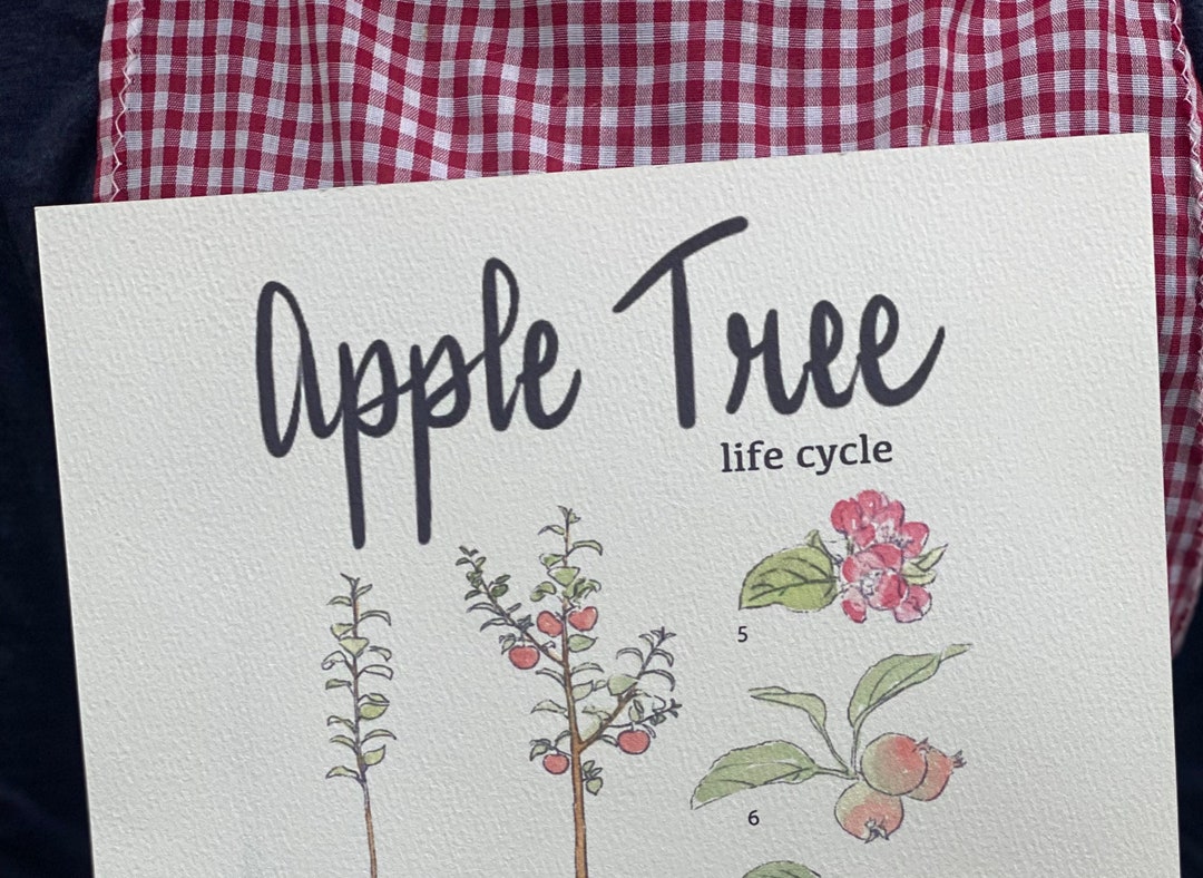Apple Tree Life Cycle Poster - Etsy