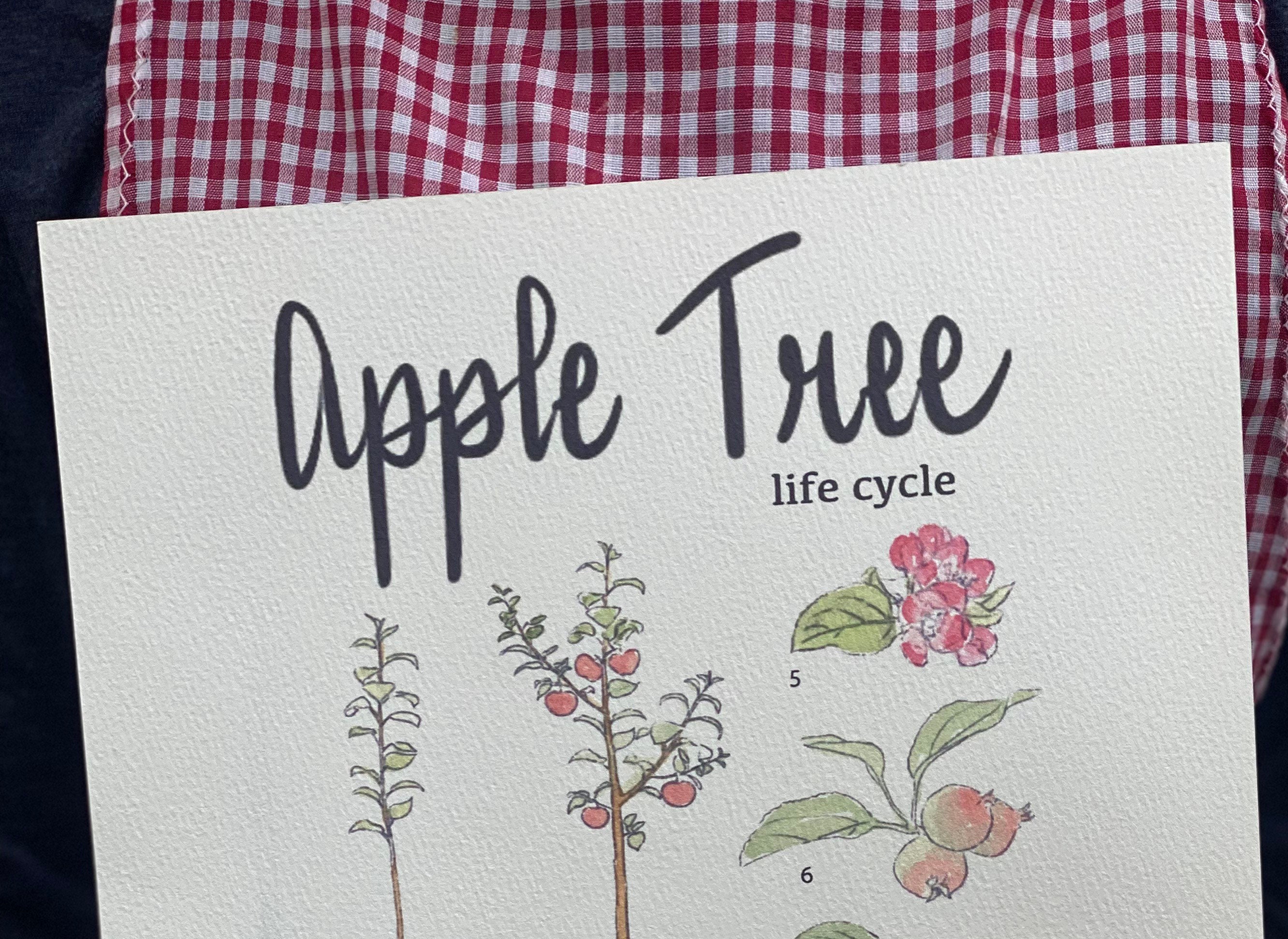 Apple Tree Life Cycle Poster - Etsy