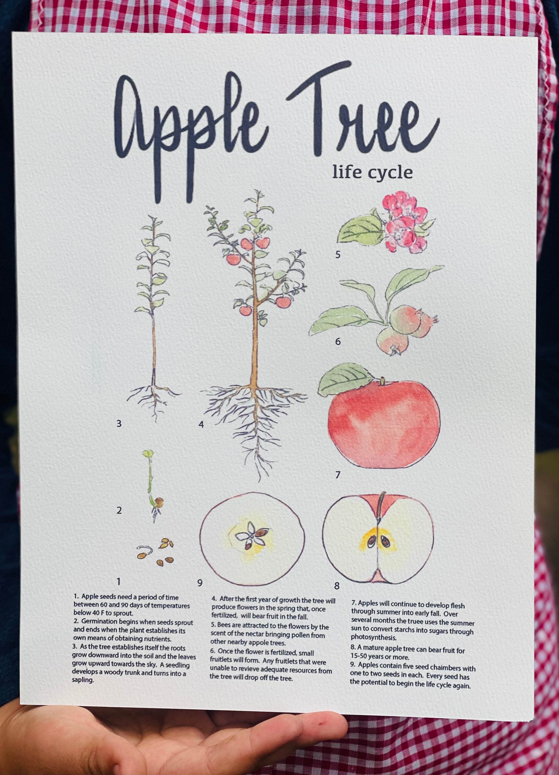 Apple Tree Life Cycle Poster - Etsy