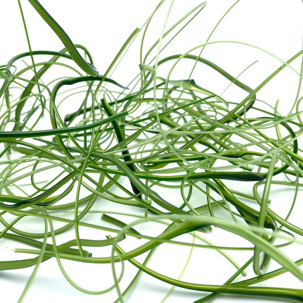 Vitrigraph Glass - Etsy