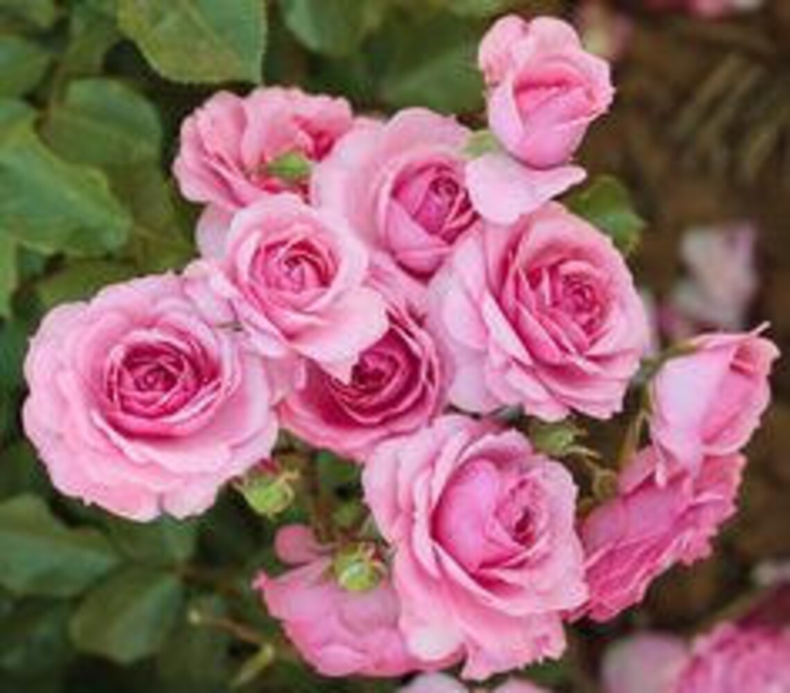 Old Fashioned Tea Rose Pink and Green Czech Seed Bead Mix Size - Etsy