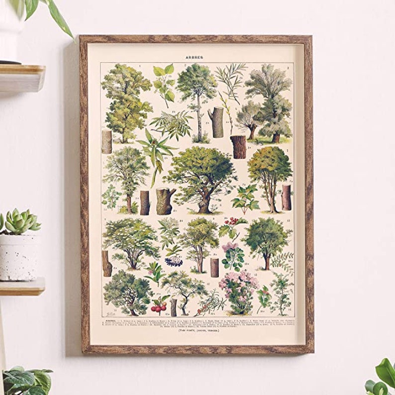 Trees and Ornamental Trees From the 1932 Larousse Encyclopedy - Etsy