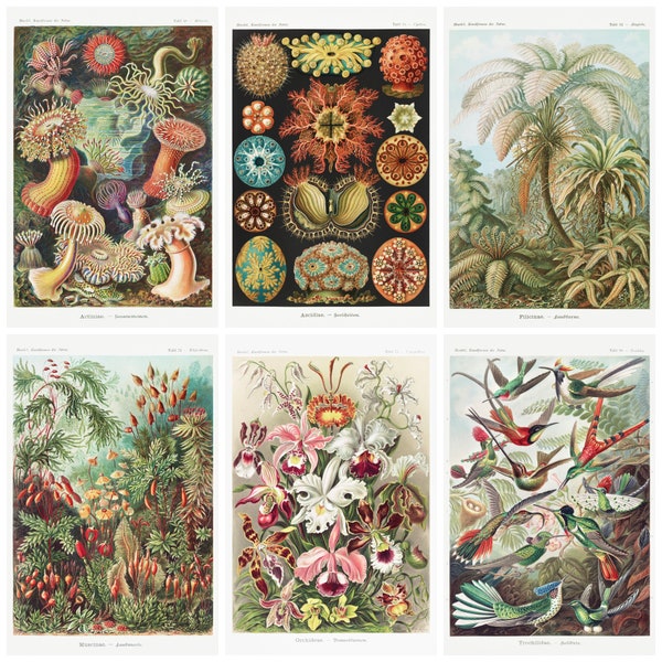 Ernst Haeckel - Etsy